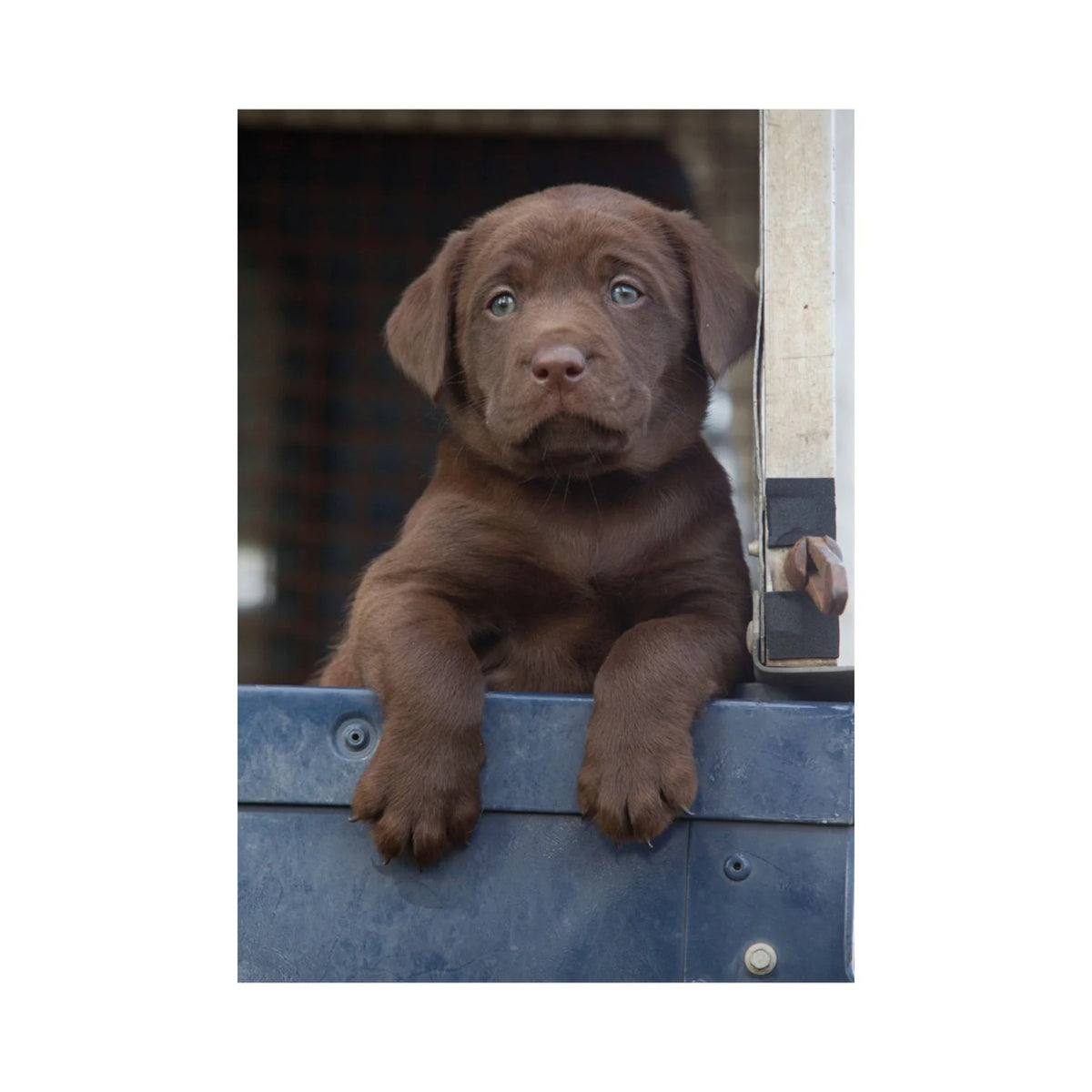 CSP Greetings Cards - Chocolate Labrador Puppy in Land Rover – Mudwalls ...